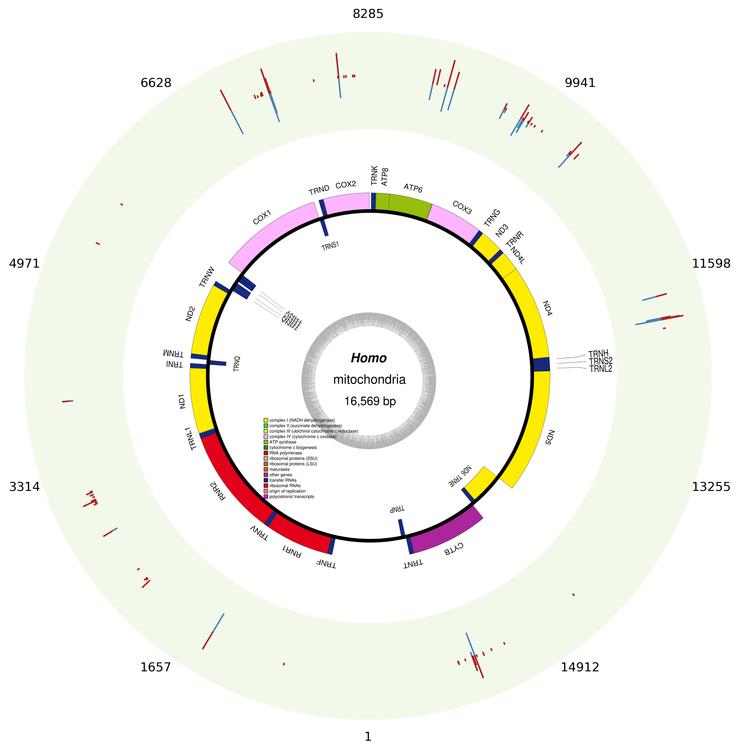 scMitoV: Single-cell resolution landscape of mitochondrial variants in ...